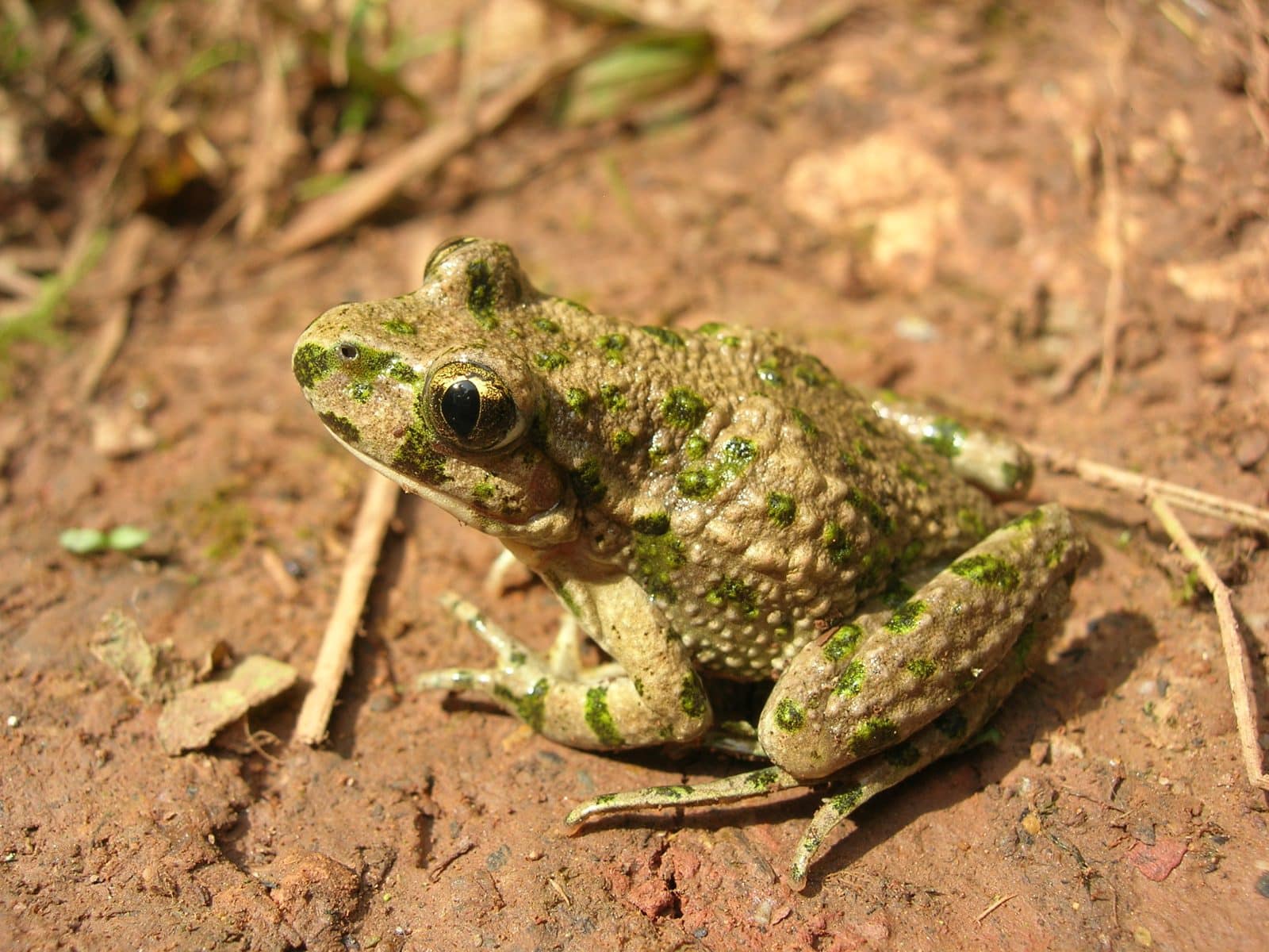 Les amphibiens sont de sortie - Mayenne Nature Environnement